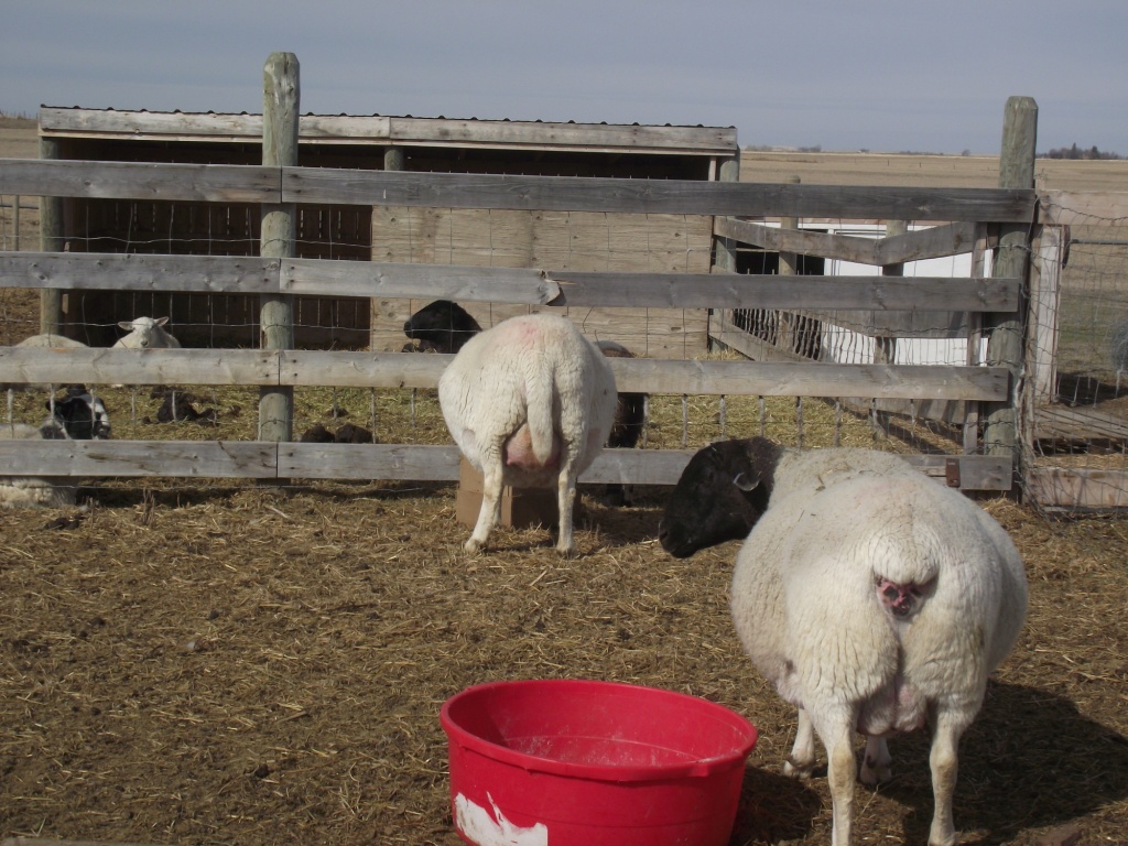 Win D Acres Savanna and Commercial Goats