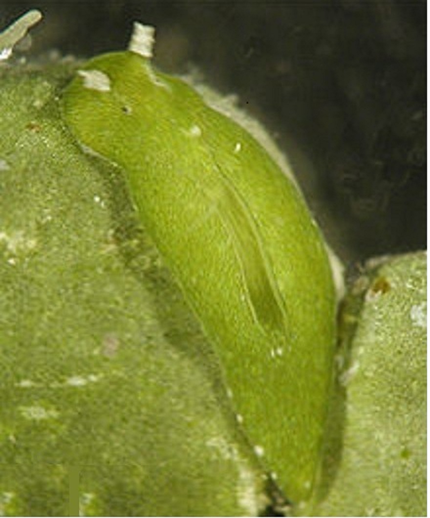 PROJETOBIOMAR: Elysia chlorotica - lesma do mar faz fotossíntese