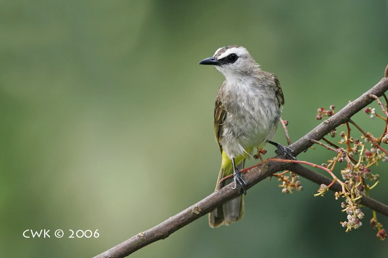 Kicau Burung: Burung Trucukan