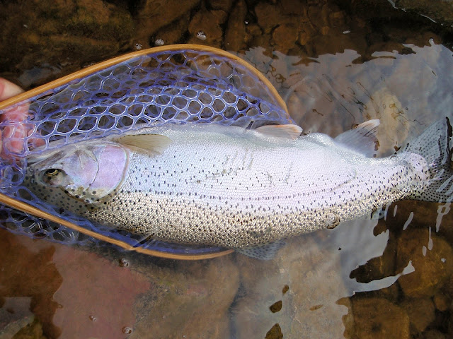 no longer at ease: first fish