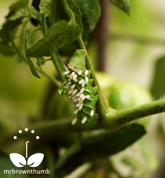 Tomato Hornworms and Parasitic Wasps : MrBrownThumb
