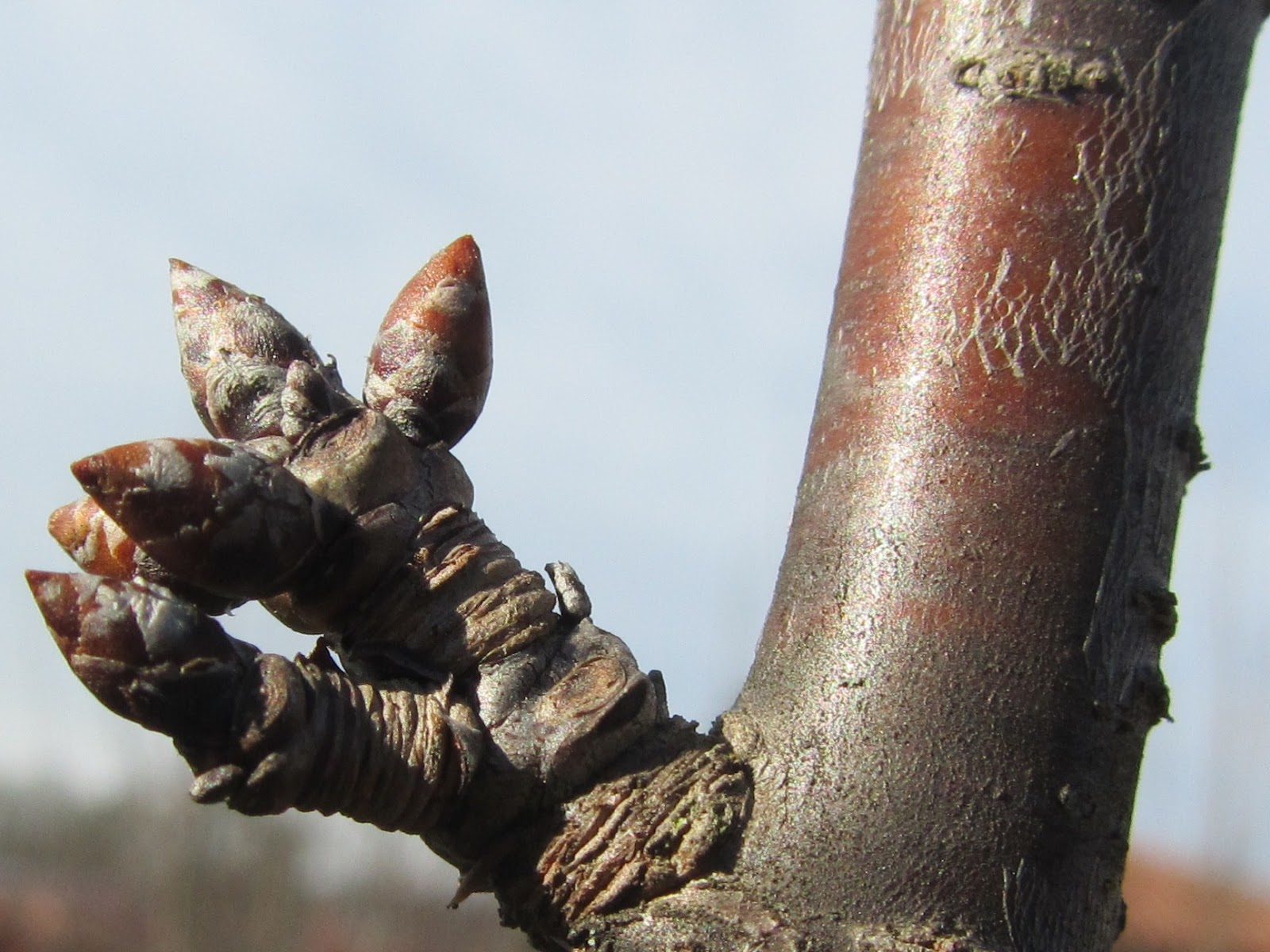 Come Coltivare il Ciliegio (Prunus avium) | Il Gusto Della Natura