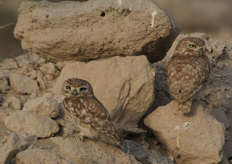 Worldbirder: Lilith Owl in the UAE