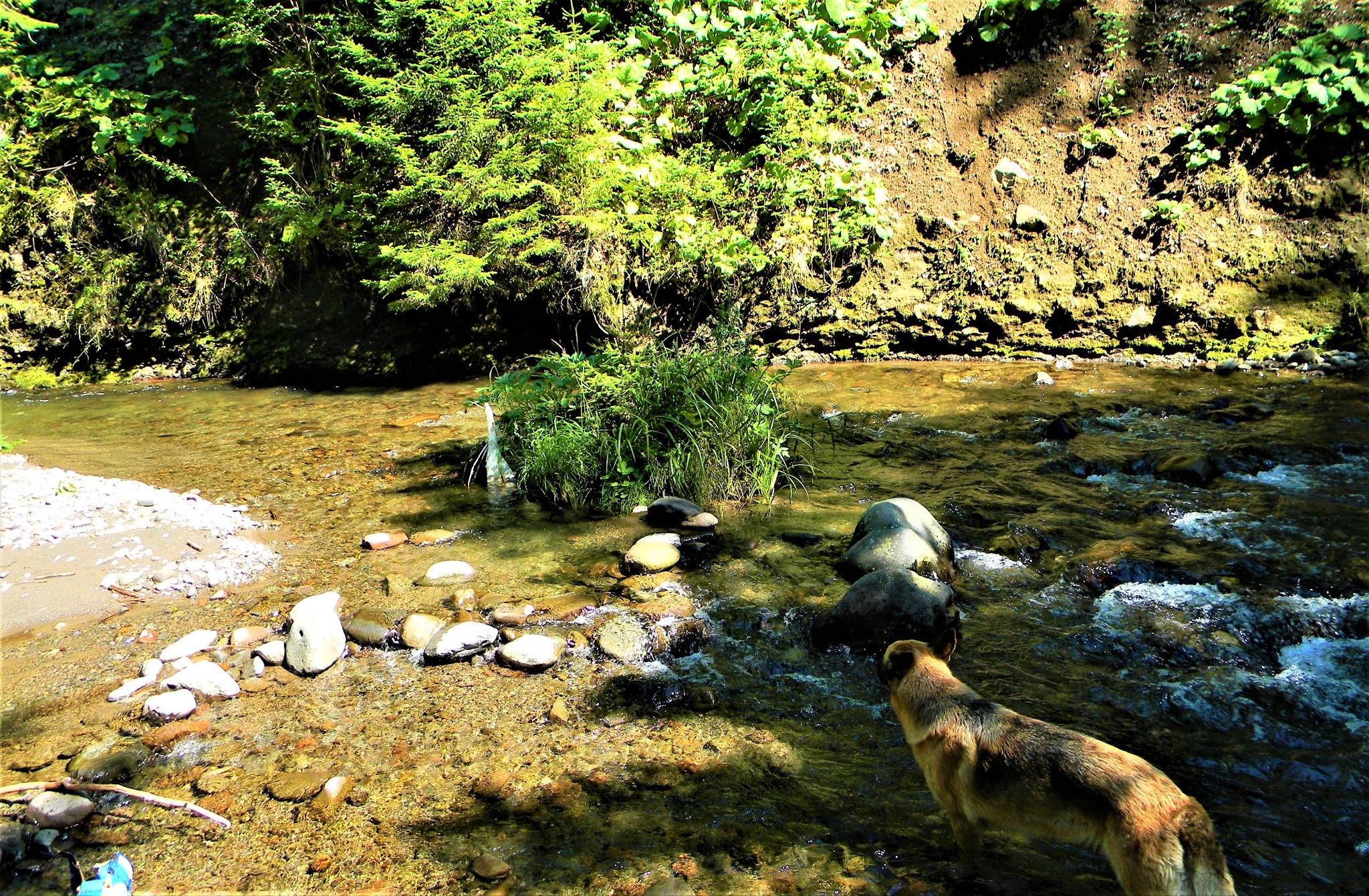Traseu 8: Toplita – Defileul Muresului – Cheile Salard – Capul Dacului ...