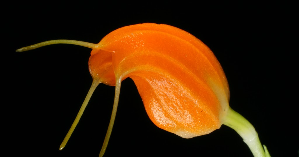 Masdevallia limax care and culture | Travaldo's blog