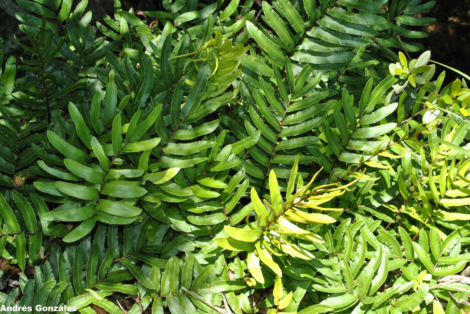 FOTOS DE FLORA NATIVA Y ADVENTICIAS DE URUGUAY : Parablechnum cordatum ...