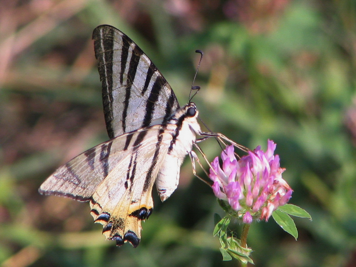 LA MULTI ANI, ROMANIA!: Fluture pe flori de camp
