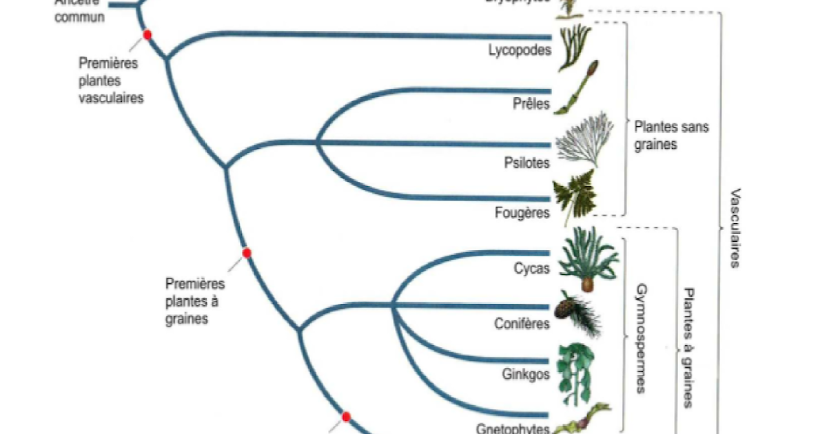 Résumé N°1 du Biologie Végétale