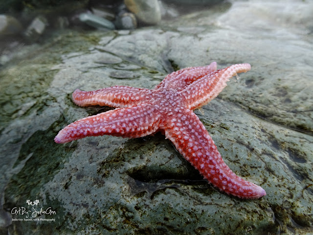 Starfish Northern Sea Star 6 Photos + Video - ArtByJudieAnn