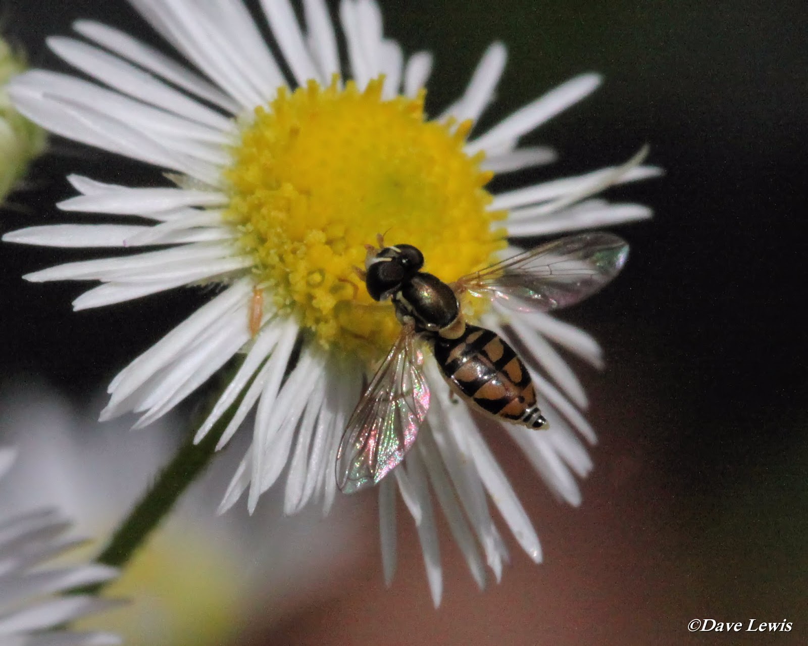 Birds from Behind : The Birds, The Bees, The Babies...oh my...