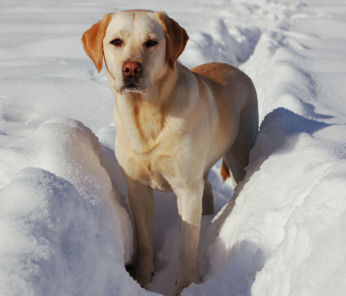Fantastica Animal: Labrador Retriever Dog