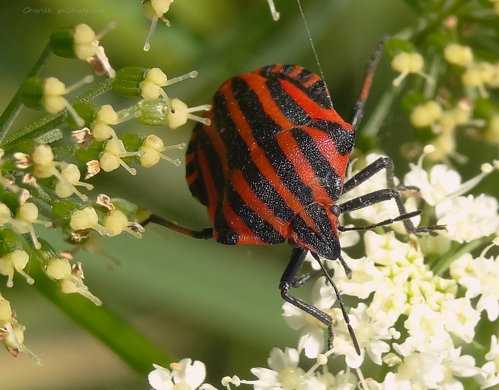 Chwile zaChwycone: Strojnica baldaszkówka, pluskwiak w paski