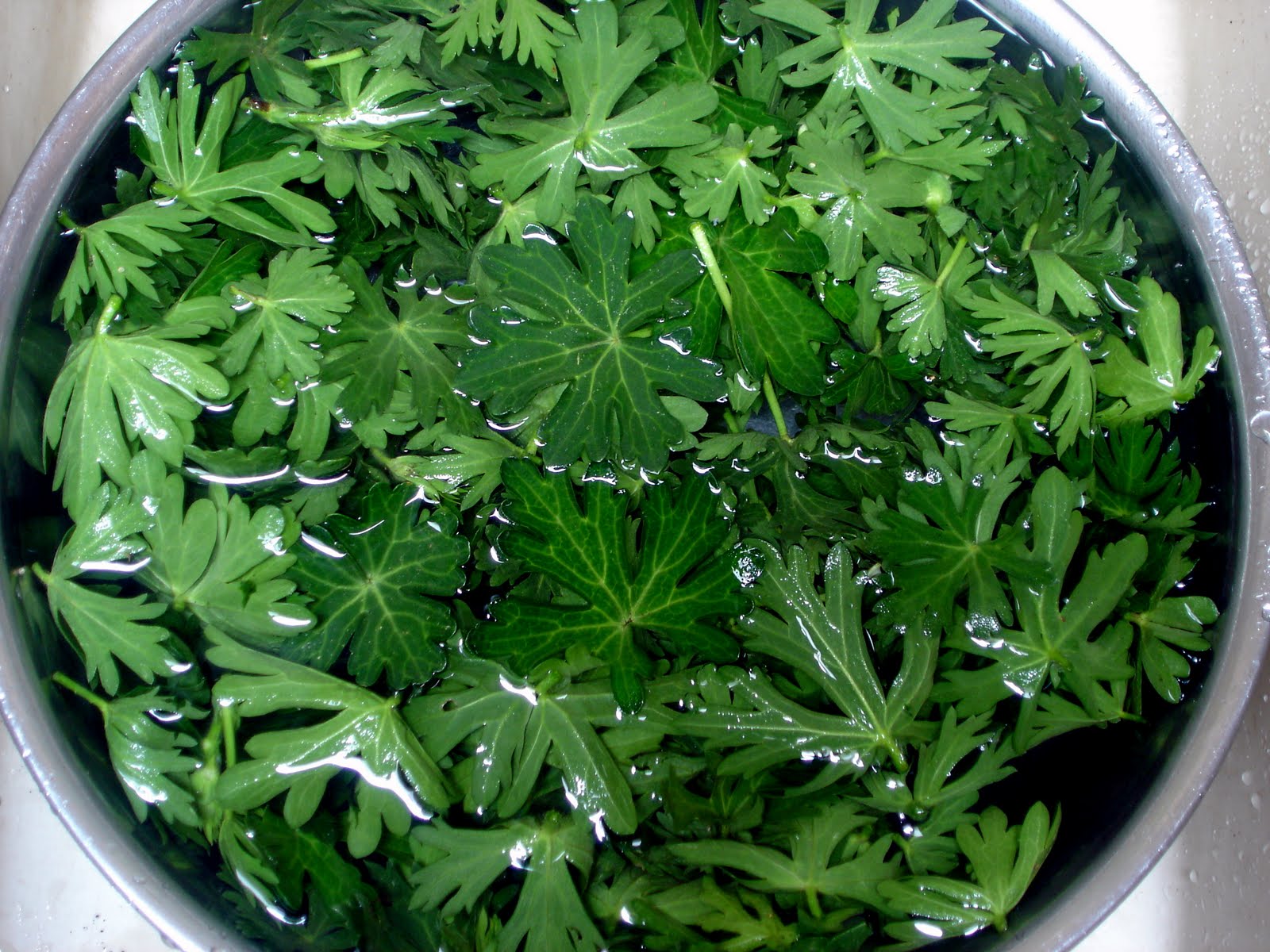 woman with wings: curried poppy mallow soup was made