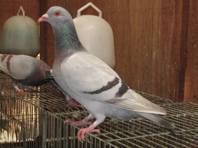 History of Racing Homer Pigeon