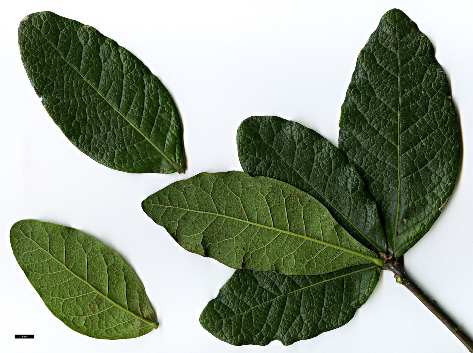 VIZCAYADO: QUERCUS COSTARICENSIS, DE CENTROAMÉRICA