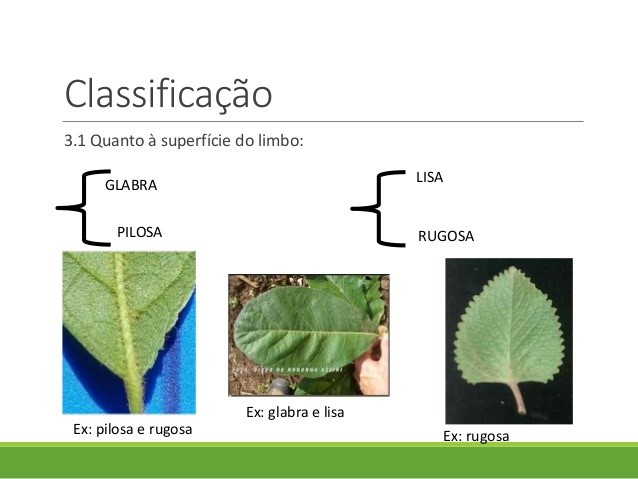 Biologia e Ciências na Cabeça!: Anatomia Vegetal: FOLHAS