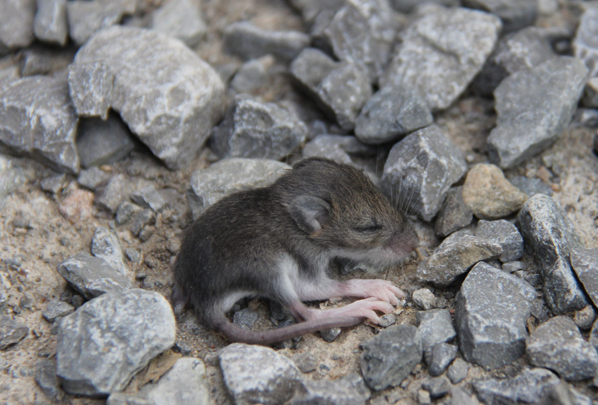 Over Exposed and Slightly Bent