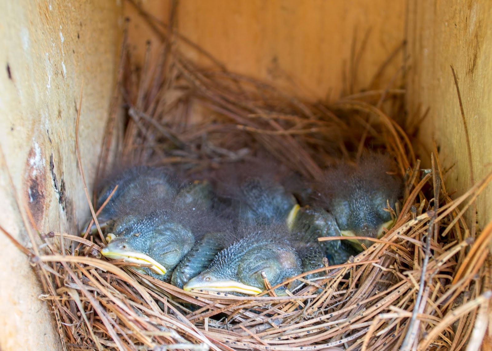 Raising an Eastern Bluebird: Second look at the bluebird nestlings