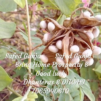 Rosary Pea Safed Gunja is Costliest Seed 7065940610