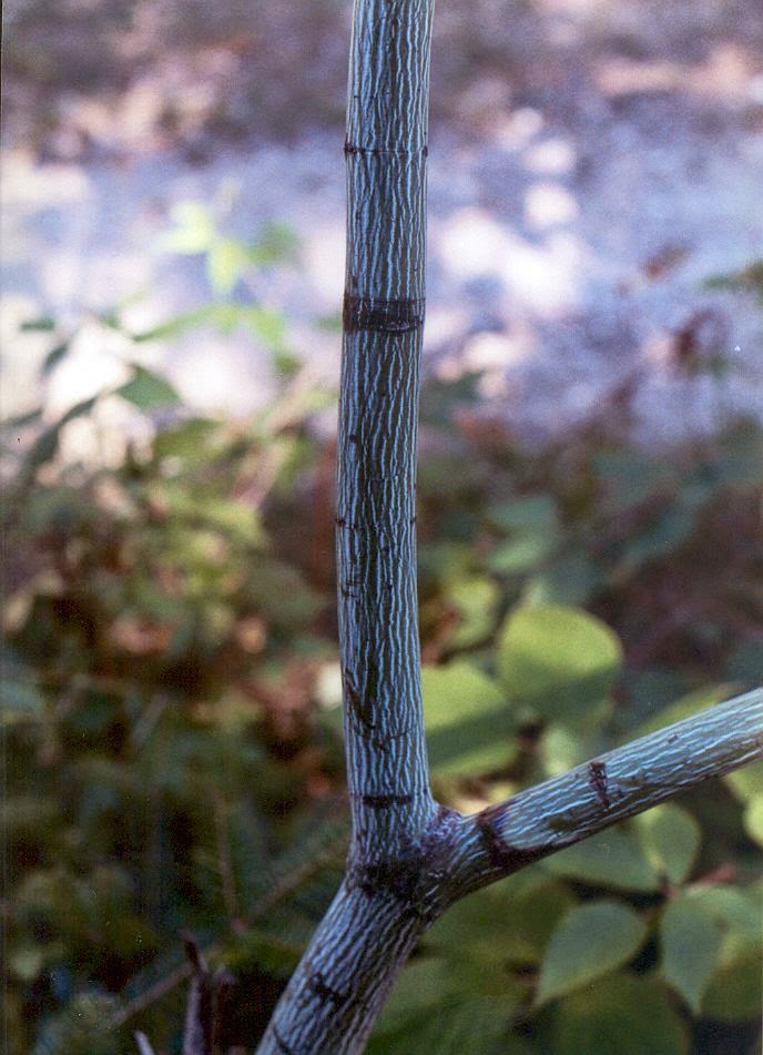 Field Biology in Southeastern Ohio: Maples of Ohio