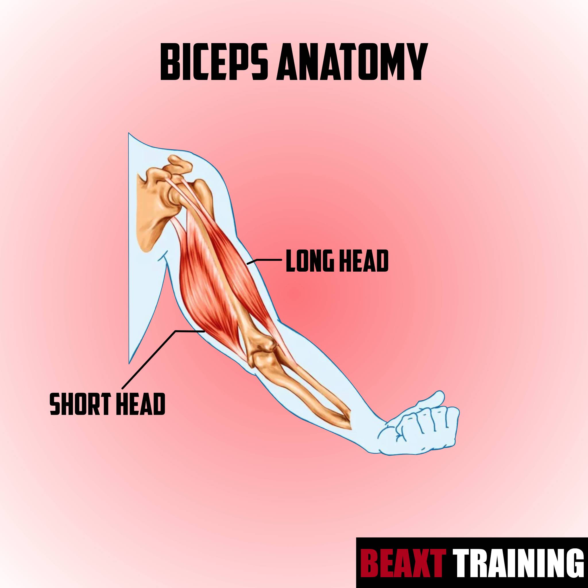 6 Best Biceps Exercises: How to get Big Biceps in 2 Weeks