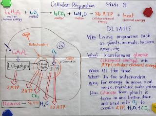 Mrs. Paul - Biology: Biology 2016-2017 Charts/Notes
