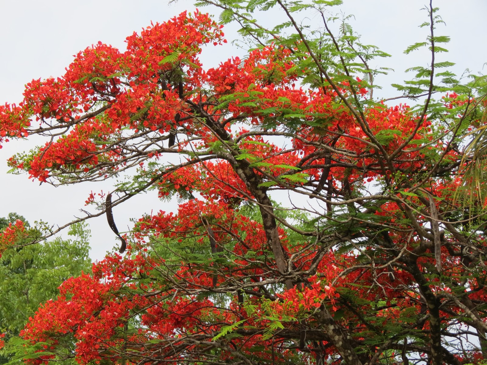 Viewing nature with Eileen: Belize Vacation