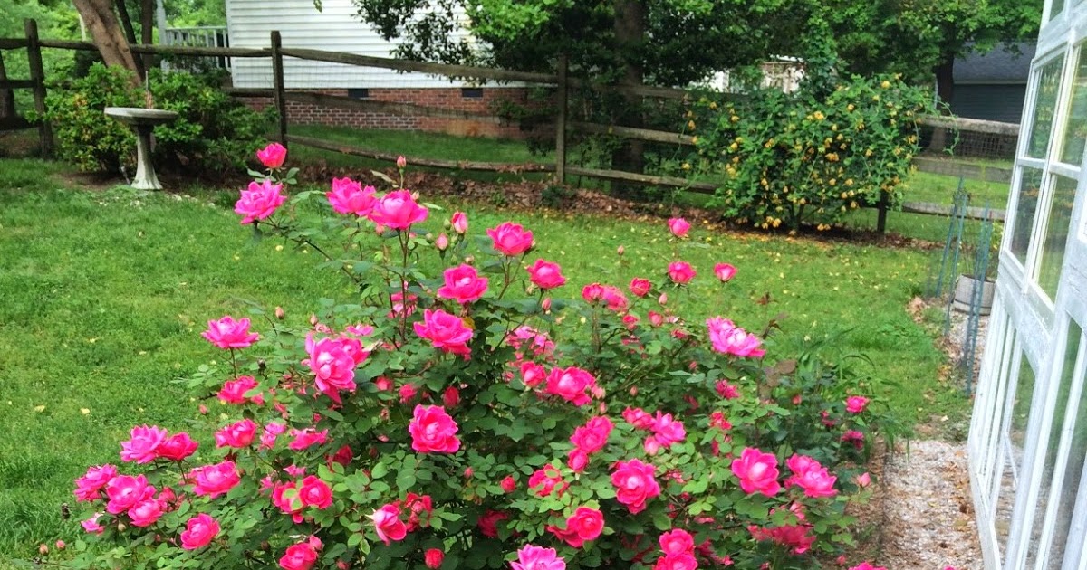 Hydroponic Pioneer: Rachael's Roses