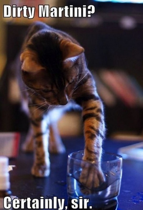 30 funny animal captions (30 pics) | Amazing Creatures