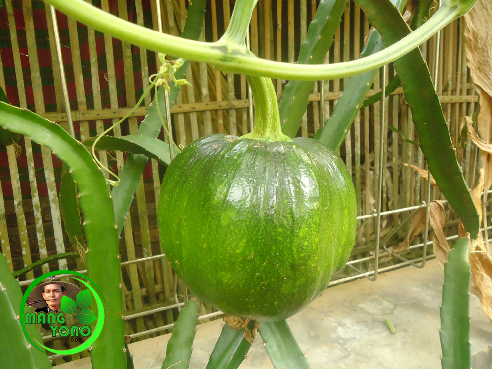 Labu Kuning obat pria impoten, serta meningkatkan gairah pada pria normal.