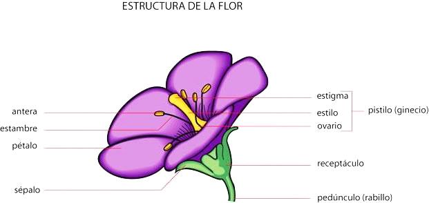 Corona Apicultores: NÉCTAR Y NECTARIOS