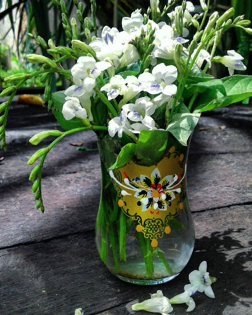 Rumput Israel, Gulma yang Ternyata Punya Banyak Khasiat