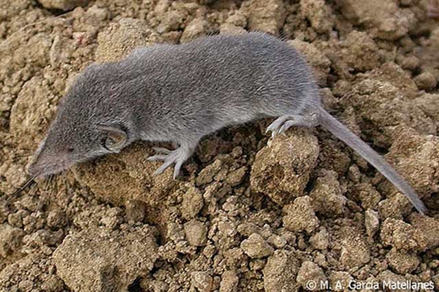 Abecedário dos Animais: RATO