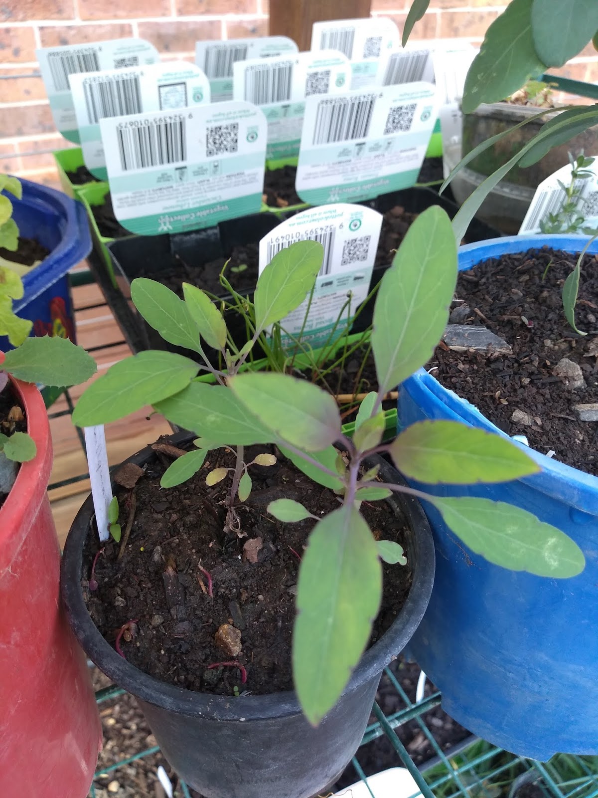 Mudflower: Summer Coriander, Papalo, and Quillquina