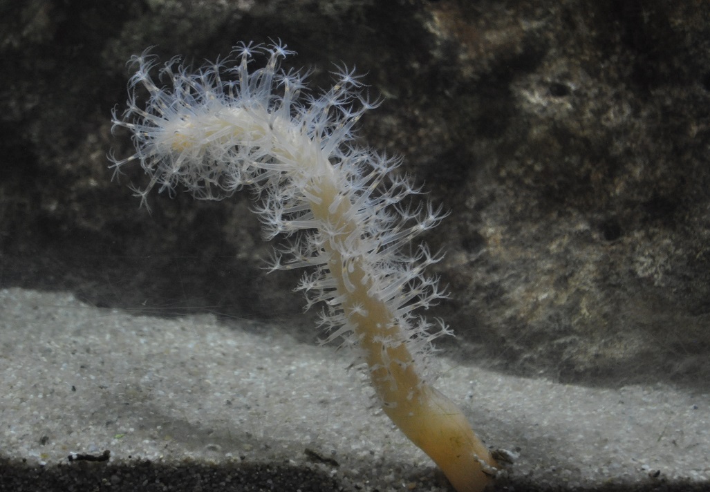 ZOOTOGRAFIANDO (6.100 ANIMALS): CORAL ZANAHORIA / ROUND SEA-PEN ...