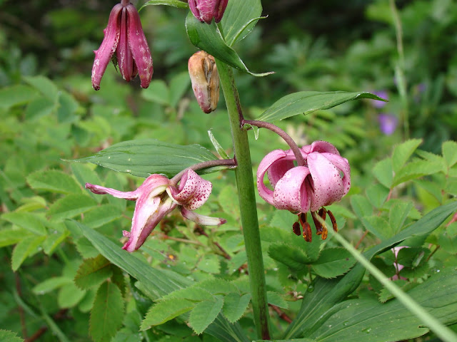 Frumusetile naturii: Crinul de padure (Lilium martagon)