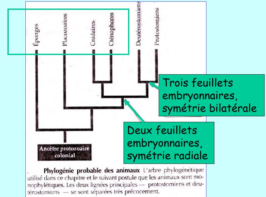 phylogenie cours