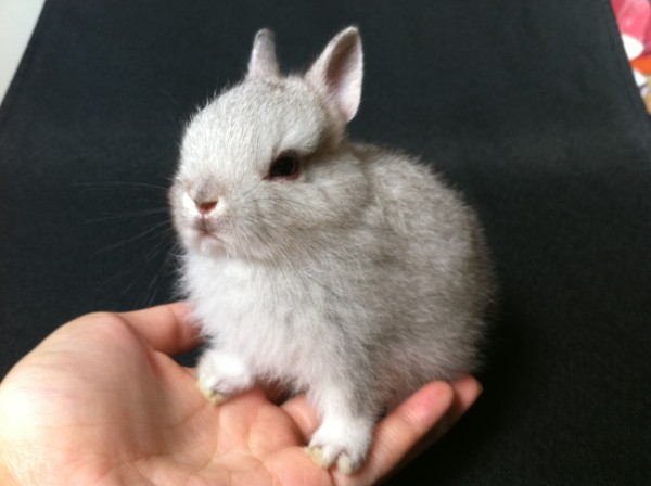 Rabbits for sale in Singapore!: (sold) 1month super small rarest lilac ...