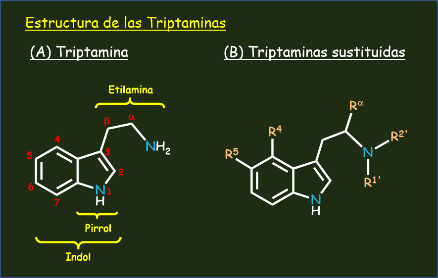UBUScientia: Quién es quién en la asombrosa familia de las triptaminas