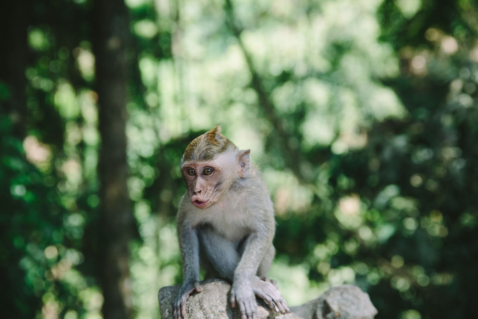 Indonesian-inspired choko curry + photos from Bali! – My Darling Lemon ...