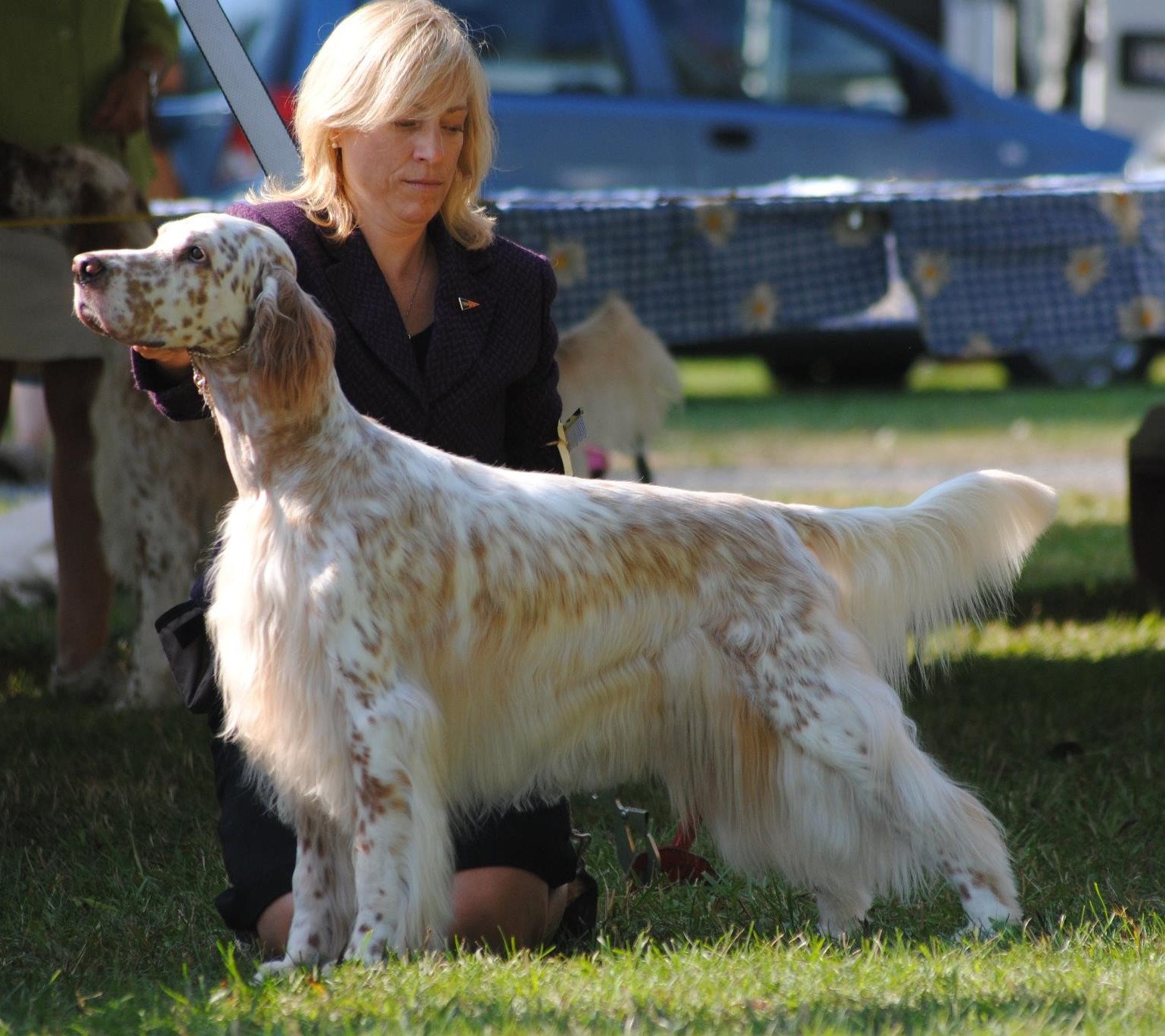 Kingston - Fine English Setters: Show Photos