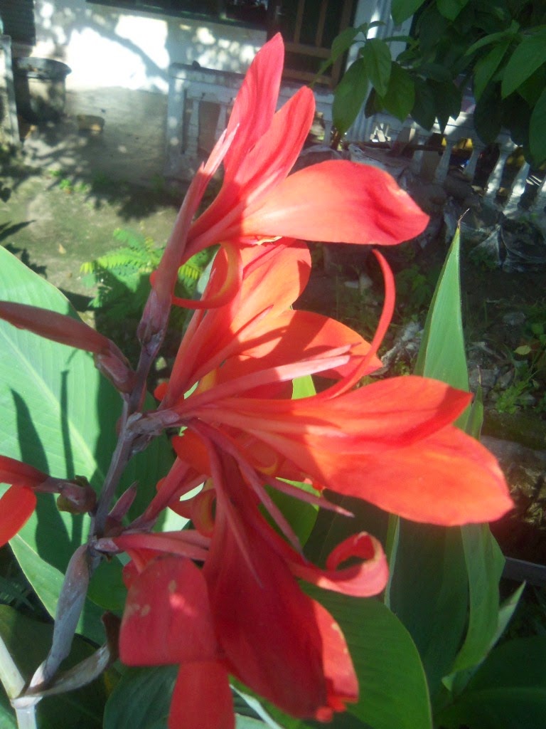 Bunga di Tepi Jalan - Kidung Kinanthi