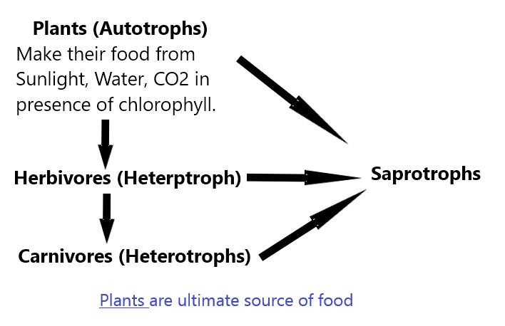 Class-7 Science, Chapter-1 Nutrition in Plants, Additional exercises in ...