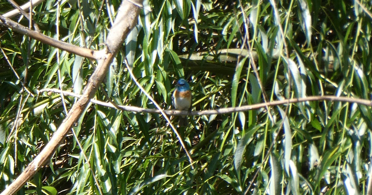 Birding Club of Delaware County: Birds of Tehachapi California - Aug 2018