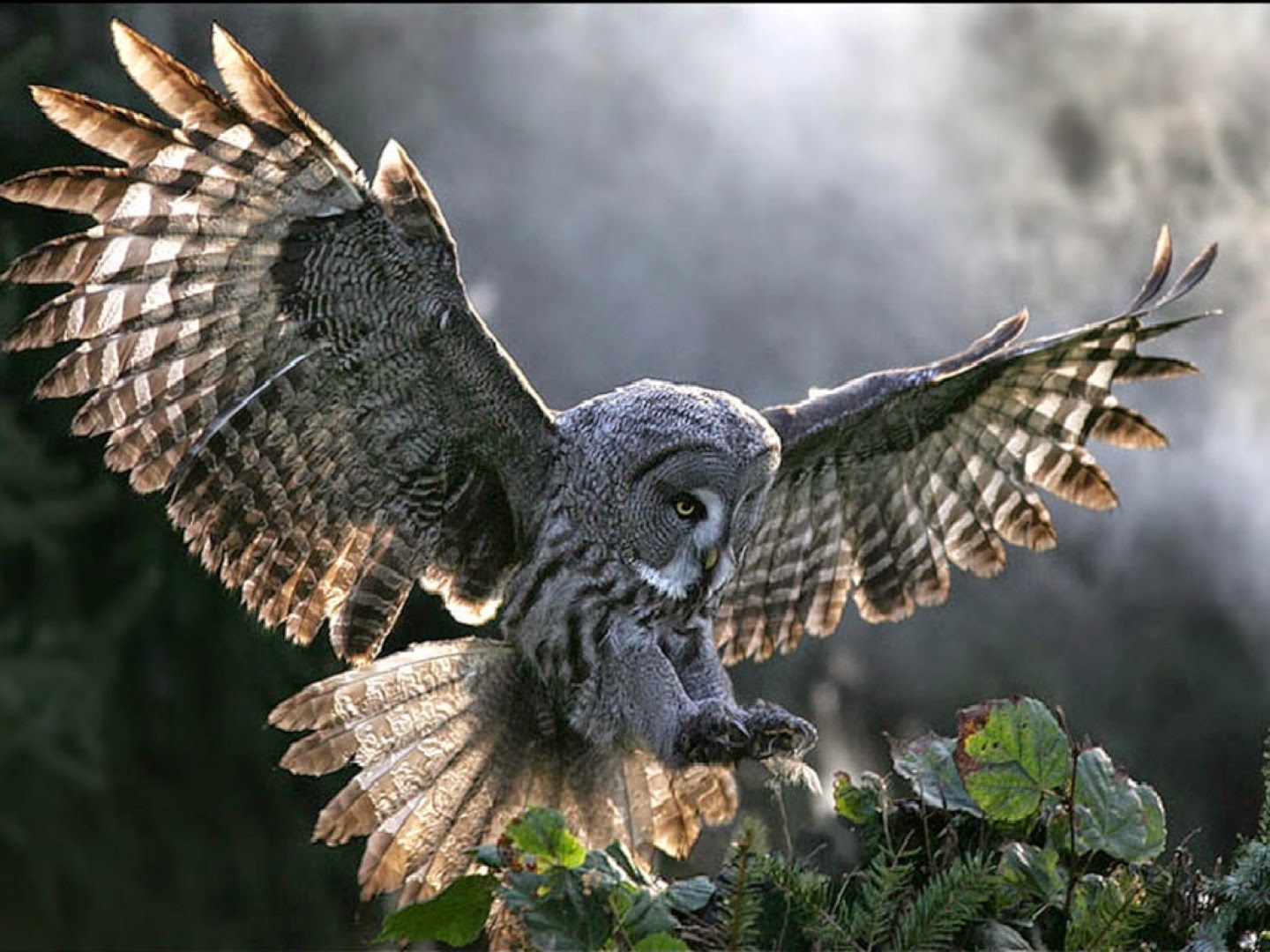 La Rubiales en el Espejo: Búho gana Gato