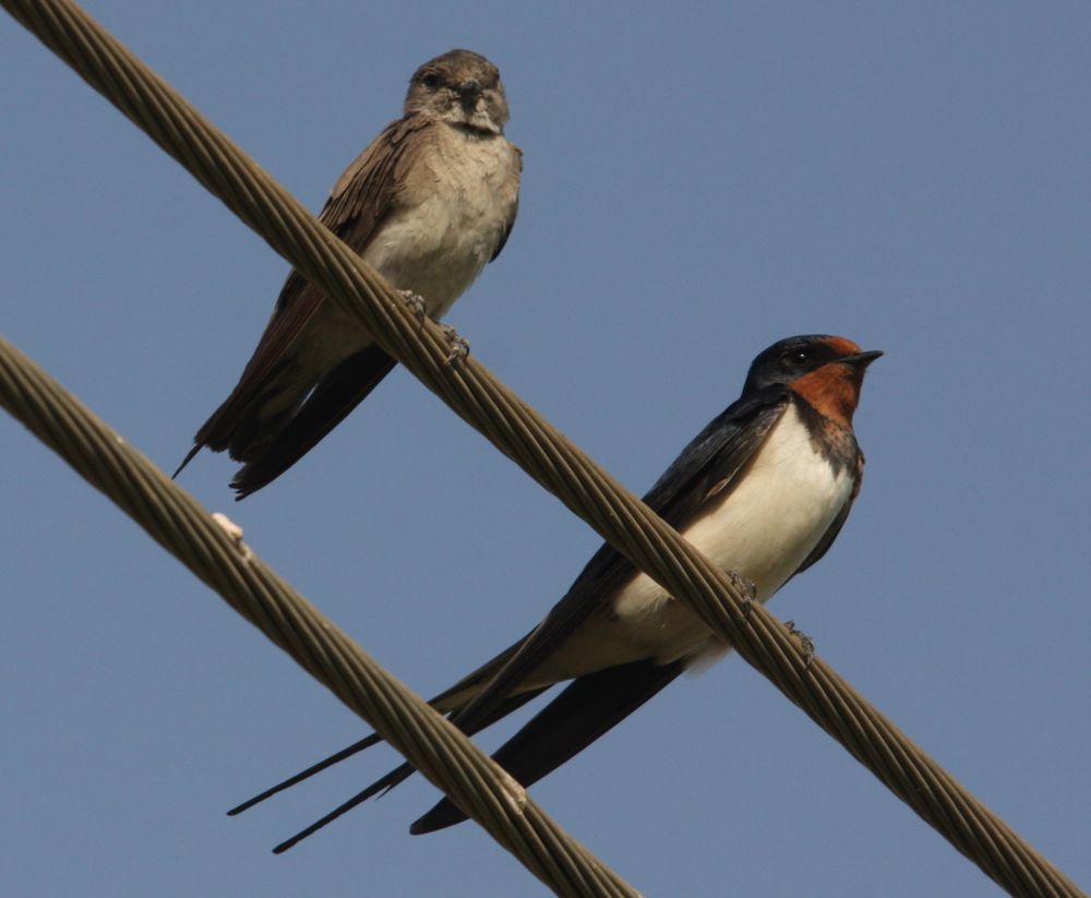 Birding Sudan: May 2012