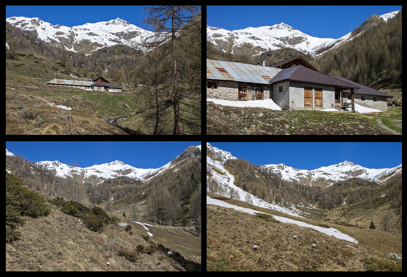 4 passi in Val di Sole: 100 e più mufloni in Val di Strino