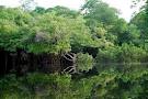 Central Amazon Conservation Complex | A world heritage site