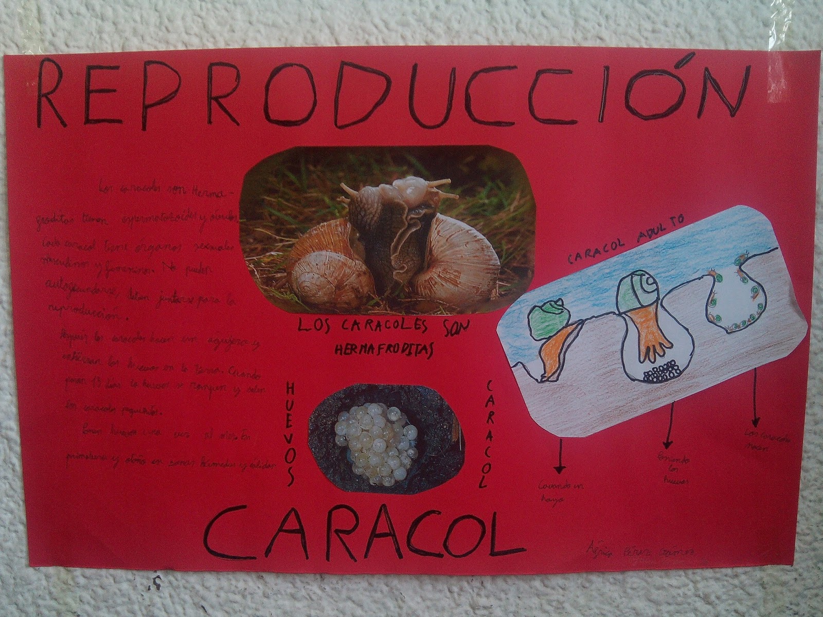 DEBERES Y RECREO CEIP "San Agustín" Casas Ibáñez (Albacete): TRABAJOS ...