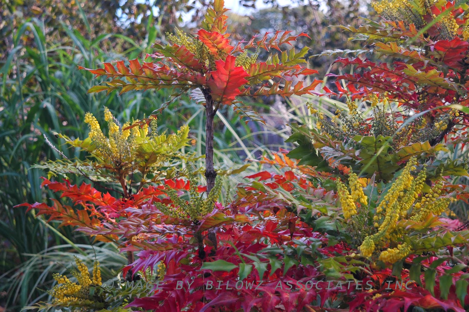 Annie's Gardening Corner: Friday’s Shades of Red